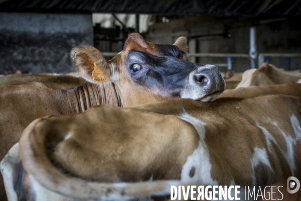 Elevage de Vaches laitieres BIO en Bourgogne par Corinne ROZOTTE ...