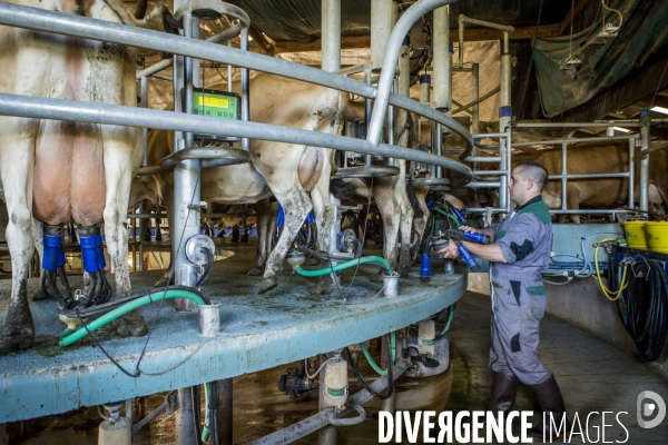 Elevage de Vaches laitieres BIO en Bourgogne par Corinne ROZOTTE ...