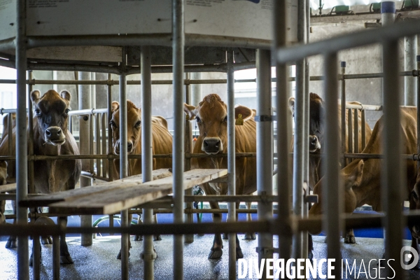 Elevage de Vaches laitieres BIO en Bourgogne par Corinne ROZOTTE ...