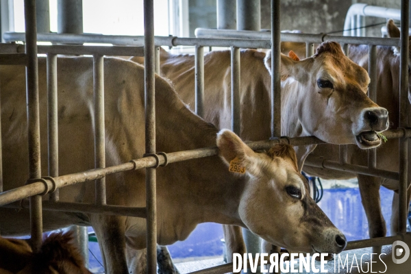 Elevage de Vaches laitieres BIO en Bourgogne par Corinne ROZOTTE ...