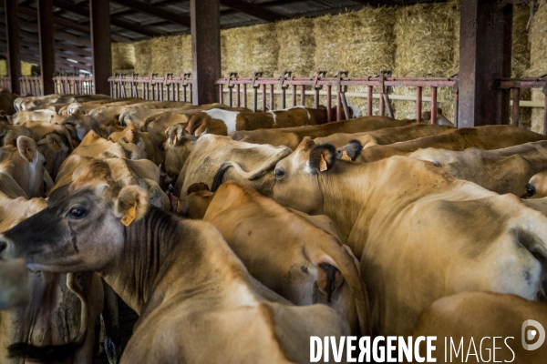 Elevage de Vaches laitieres BIO en Bourgogne par Corinne ROZOTTE ...