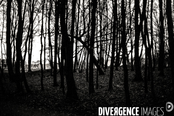 Illustration : Bois d'heigne. par Albert FACELLY - Photographie ...