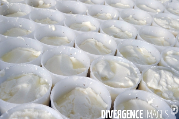 Fabrication de fromage fermier au lait de vache dans un élevage du Loir ...